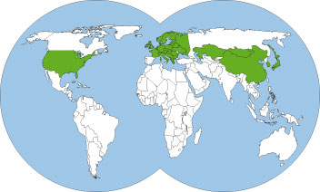Black Garden Ant species - Lasius niger. Facts, Identification antARK