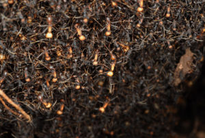 Army Ant Species Eciton burchellii. Facts, Identification