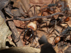 Army Ant Species Eciton burchellii. Facts, Identification