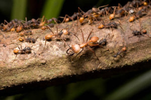 Army Ant Species Eciton burchellii. Facts, Identification