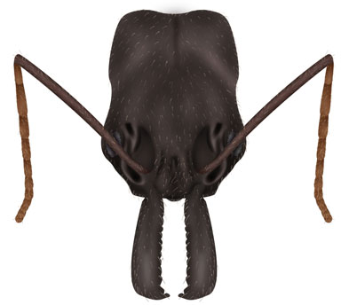 Trap Jaw Ant species Odontomachus bauri. Facts, Identification