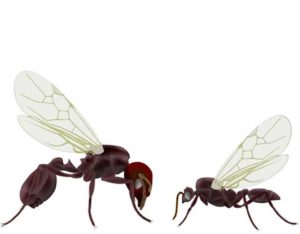 An intro to Myrmecology the study of Ants - antARK