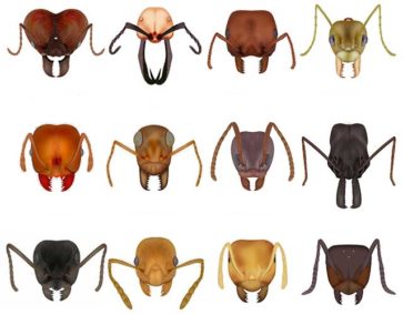 An intro to Myrmecology the study of Ants - antARK