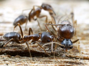 Argentine Ants species Linepithema humile. Facts Identification