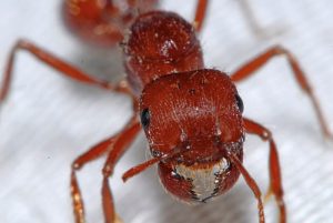 Harvester Ant Species Pogonomyrmex barbatus. Facts