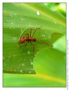 Leaf Cutter Ant Species - Atta cephalotes
