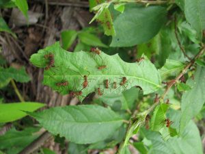 Leaf Cutter Ant Species - Atta cephalotes