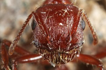 Harvester Ant Species Pogonomyrmex barbatus. Facts