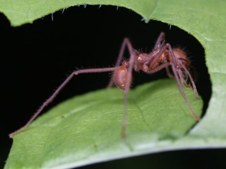 Leaf Cutter Ant Species - Atta cephalotes