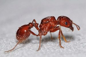 Harvester Ant Species Pogonomyrmex barbatus. Facts