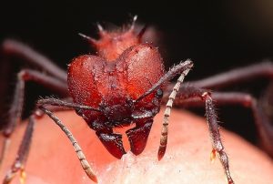 Leaf Cutter Ant Species - Atta cephalotes