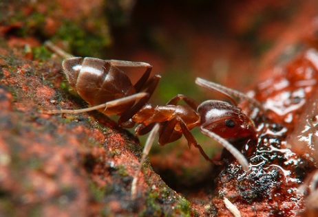 Argentine Ants species Linepithema humile. Facts Identification