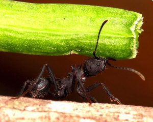 Leaf Cutter Ant Species - Atta cephalotes