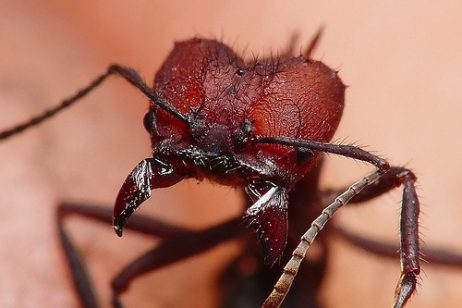 Leaf Cutter Ant Species - Atta cephalotes