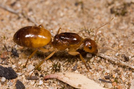 Queen Ants - Information, Identification, Facts and Photos