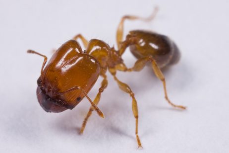 Soldier Ants, Major Workers, Big Head Ants Identification and Facts