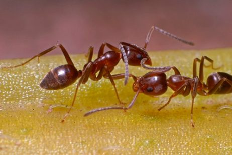 Argentine Ants species Linepithema humile. Facts Identification