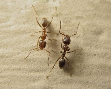 Argentine Ants species Linepithema humile. Facts Identification