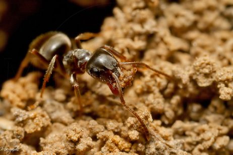 Black Garden Ant species - Lasius niger. Facts, Identification