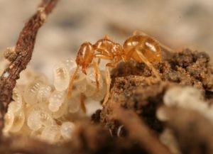 Ant Larvae | Facts, Information and Photos