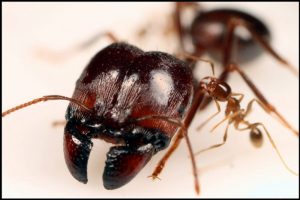 Soldier Ants, Major Workers, Big Head Ants Identification and Facts