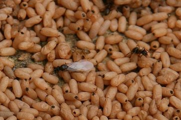 Winged Drone | Alate | Male Ant | Facts, Information and Photos