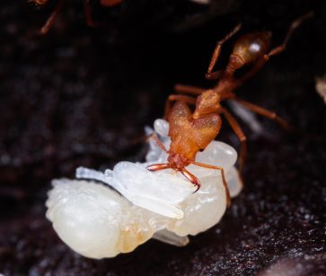Ant Pupae | Facts, Information and Photos