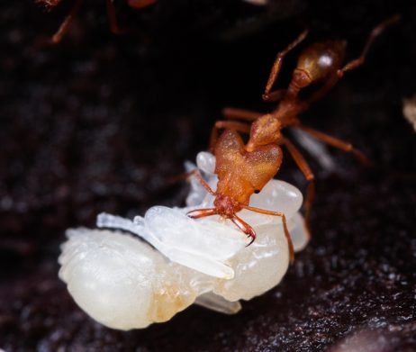 Ant Pupae | Facts, Information and Photos