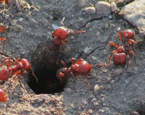 Soldier Ants, Major Workers, Big Head Ants Identification and Facts