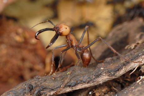 Soldier Ants, Major Workers, Big Head Ants Identification and Facts